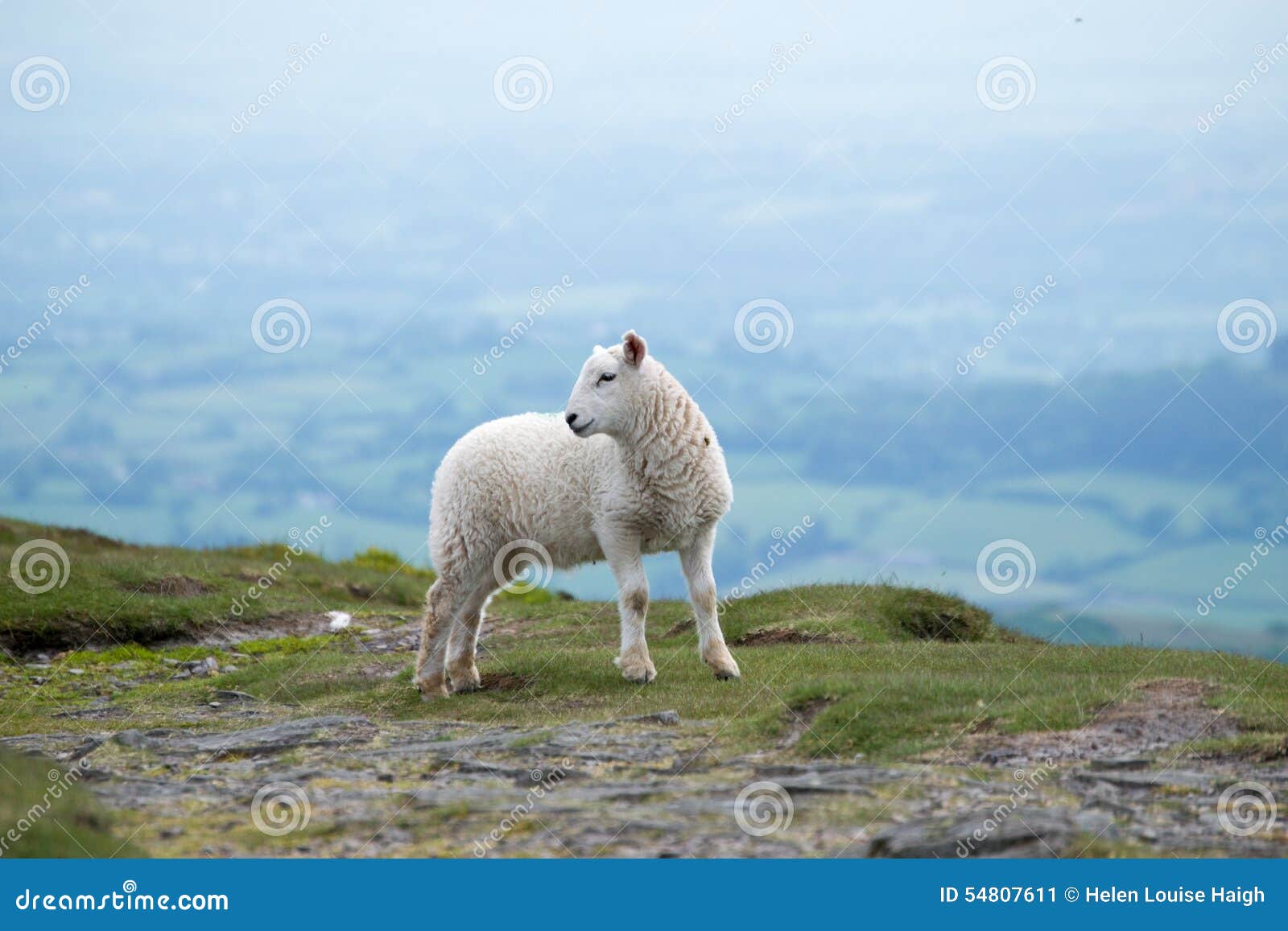 Lamb on top of a mountain stock image. Image of wool - 54807611