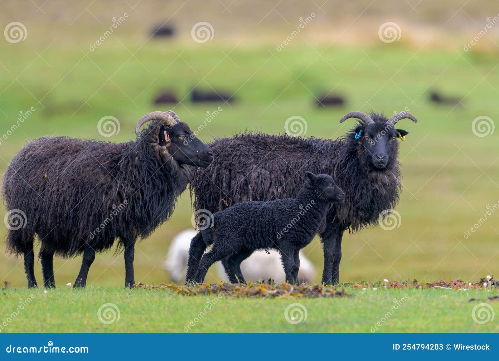 Lamb with Two Black Sheep in a Field Stock Image - Image of environment ...