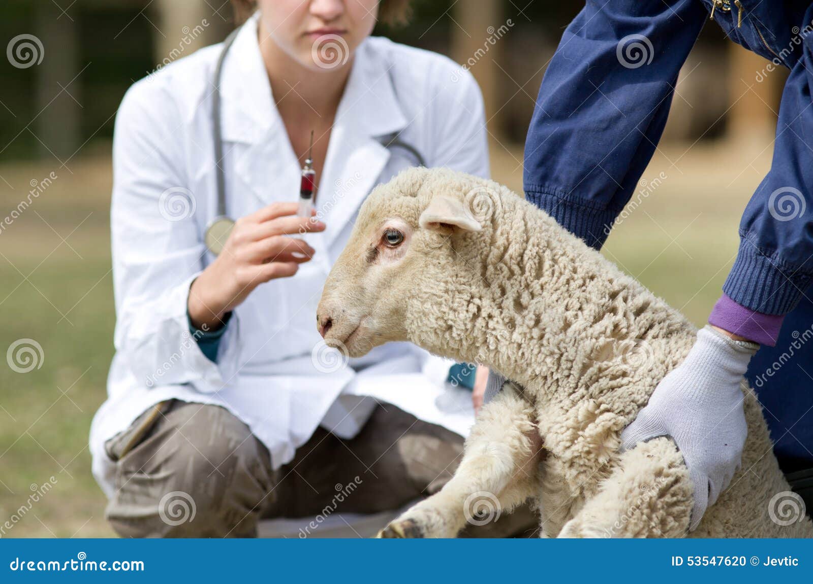Sick Lamb In Green Field Stock Image | CartoonDealer.com #32909341