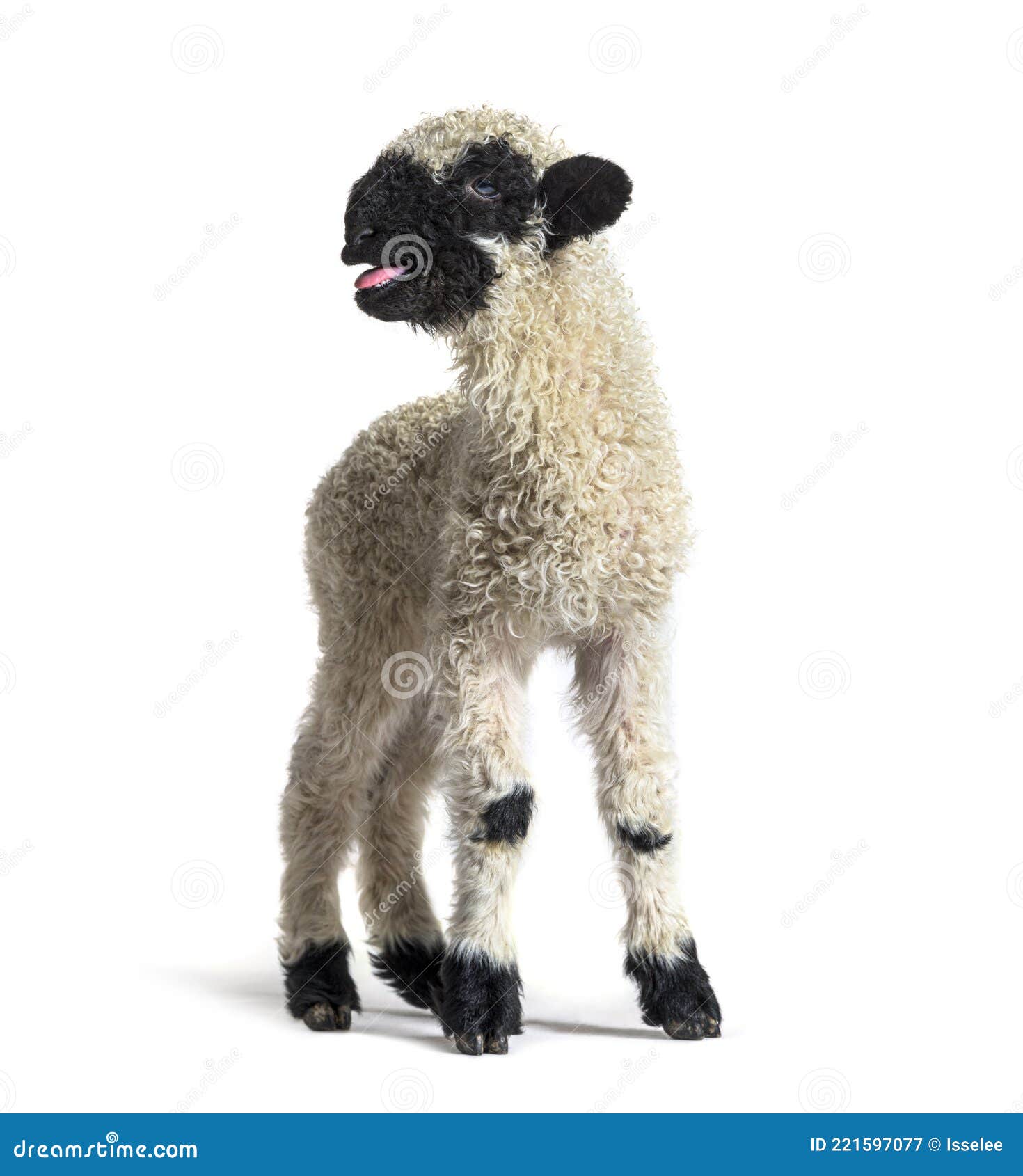 Lamb Valais Black Nose Sheep Bleating Stock Image - Image of calling ...