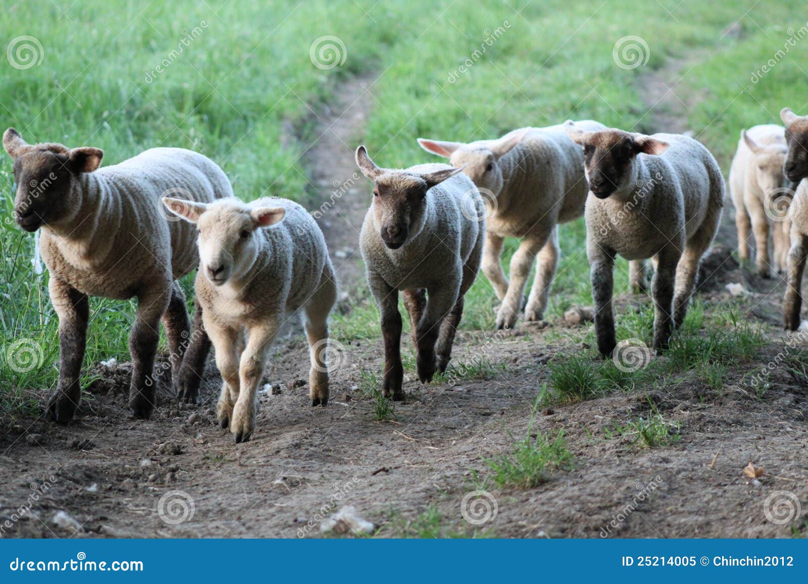 Lamb walk stock image. Image of countryside, family, flock - 25214005