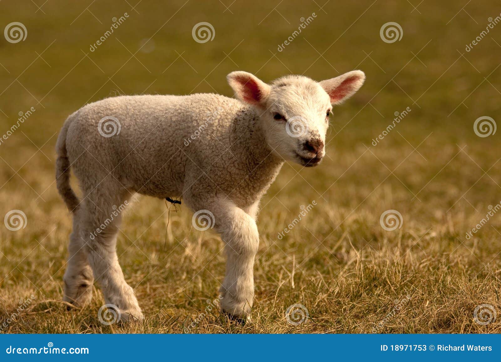 Lamb walking stock image. Image of white, animal, fluffy - 18971753