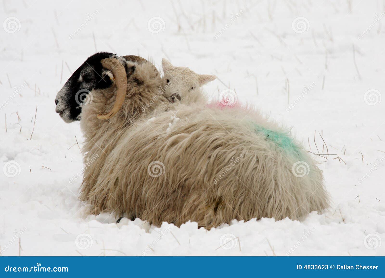 Lamb Warming Itself on Mother in the Snow Stock Image - Image of ewes ...