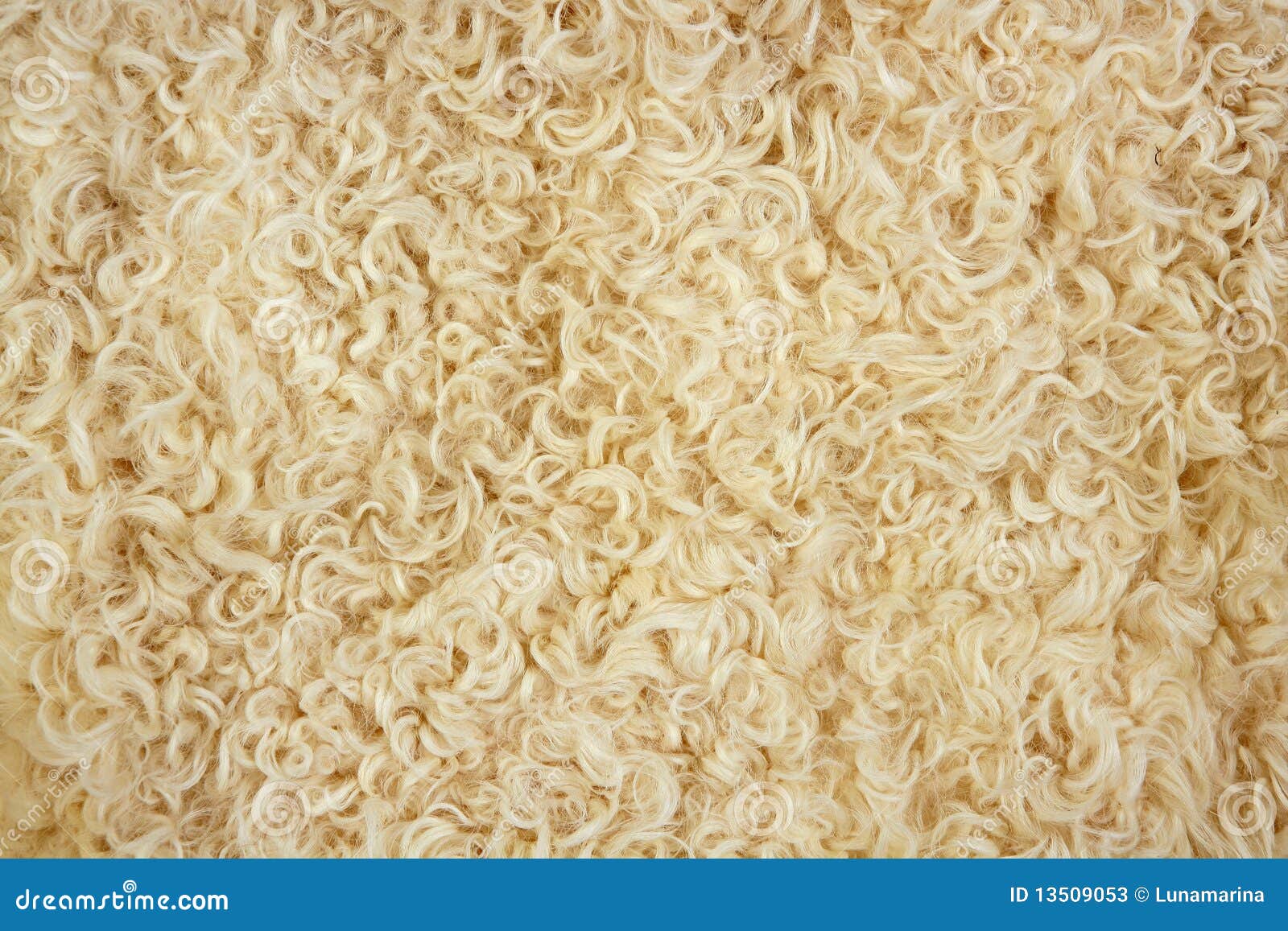Lamb Wool Macro Texture Closeup Cream Color Stock Image - Image of ...