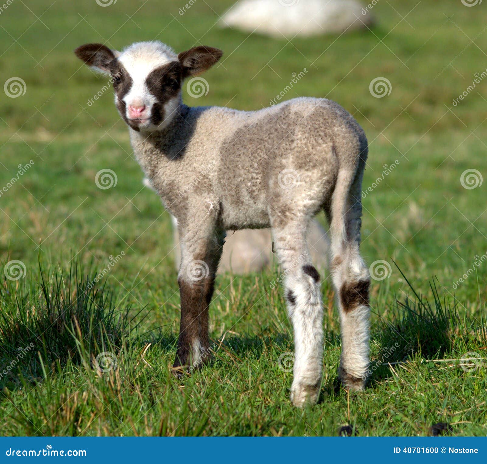 Lamb stock photo. Image of dark, specific, detail, season - 40701600