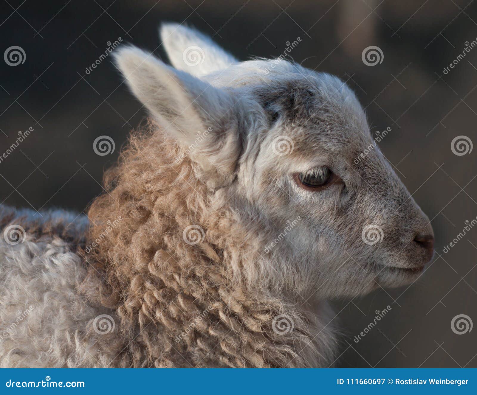 Lamb - young sheep outdoor stock image. Image of holiday - 111660697