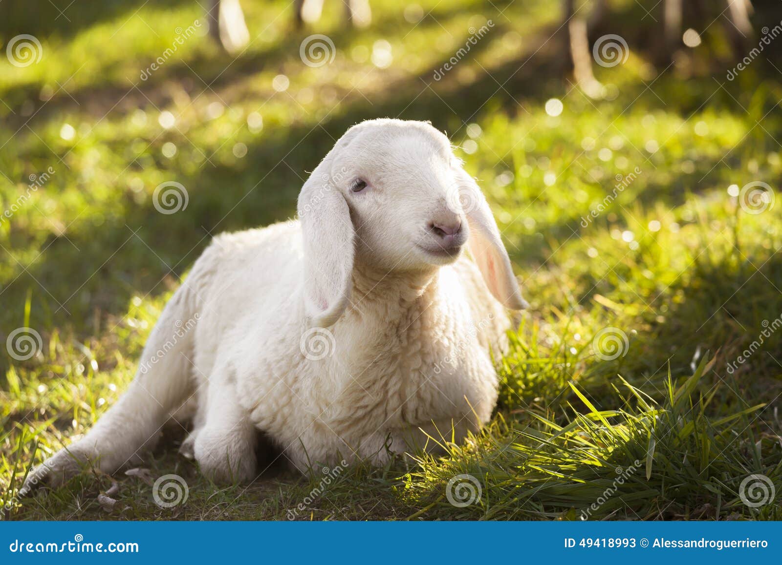 874 Fuzzy Lamb Stock Photos - Free & Royalty-Free Stock Photos from ...