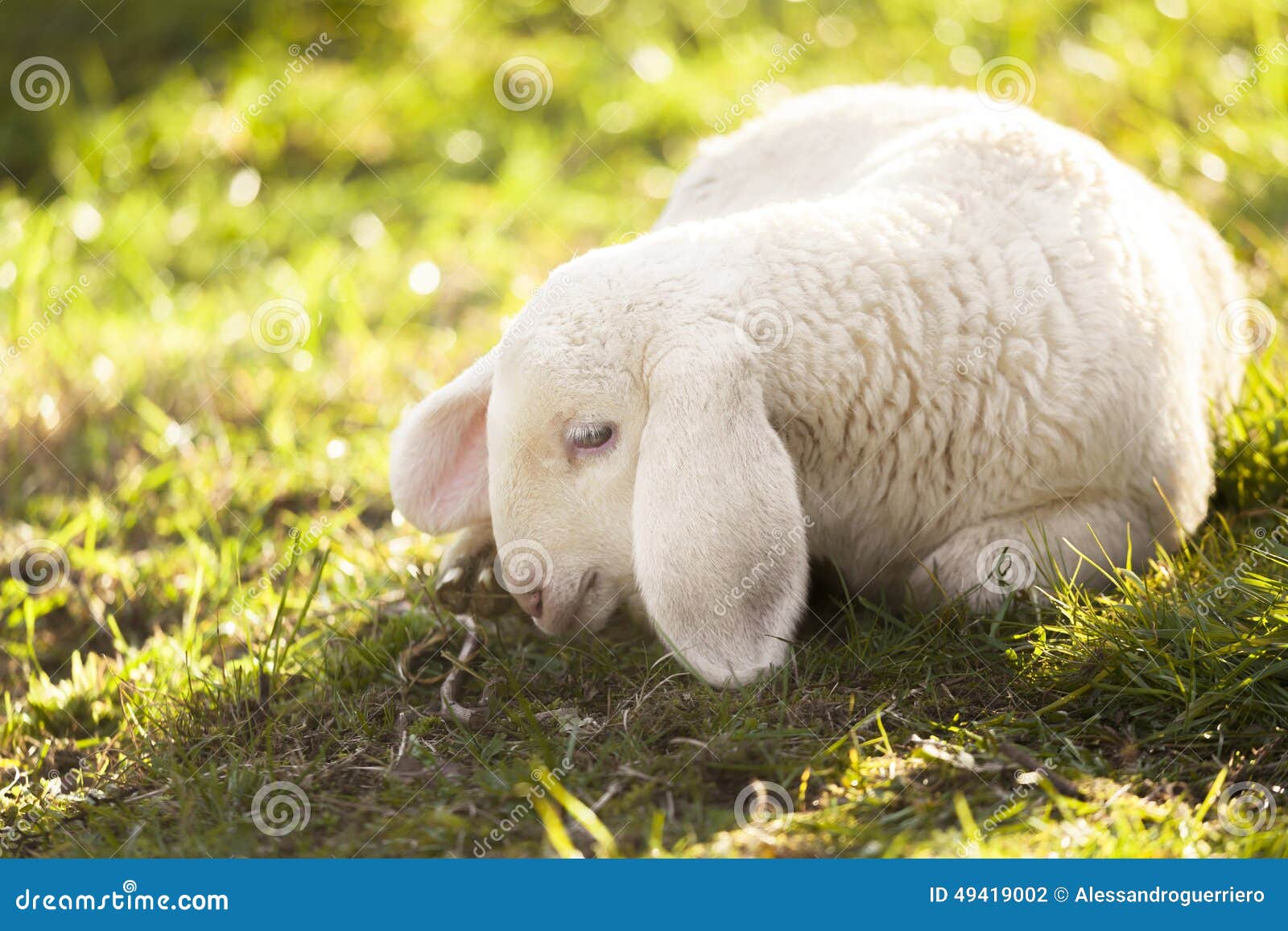 Lamb stock photo. Image of field, fuzzy, mammal, countryside - 49419002