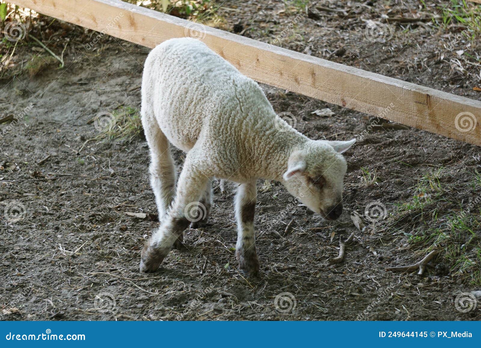Lamb - Young White Sheep on Farm Stock Image - Image of lamb, domestic ...