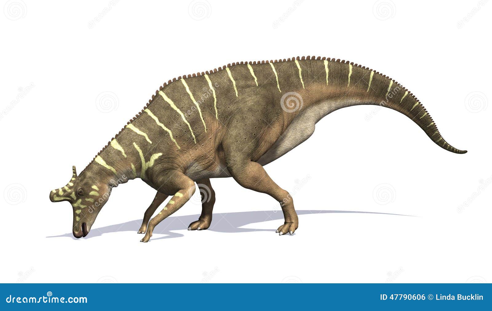 Lambeosaurus Dinosaur Feeding Stock Illustration - Image: 47790606