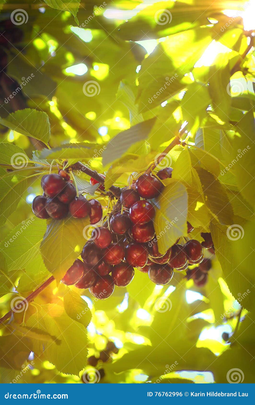 Lambert Cherries stock photo. Image of leaves, ripe, leaf - 76762996