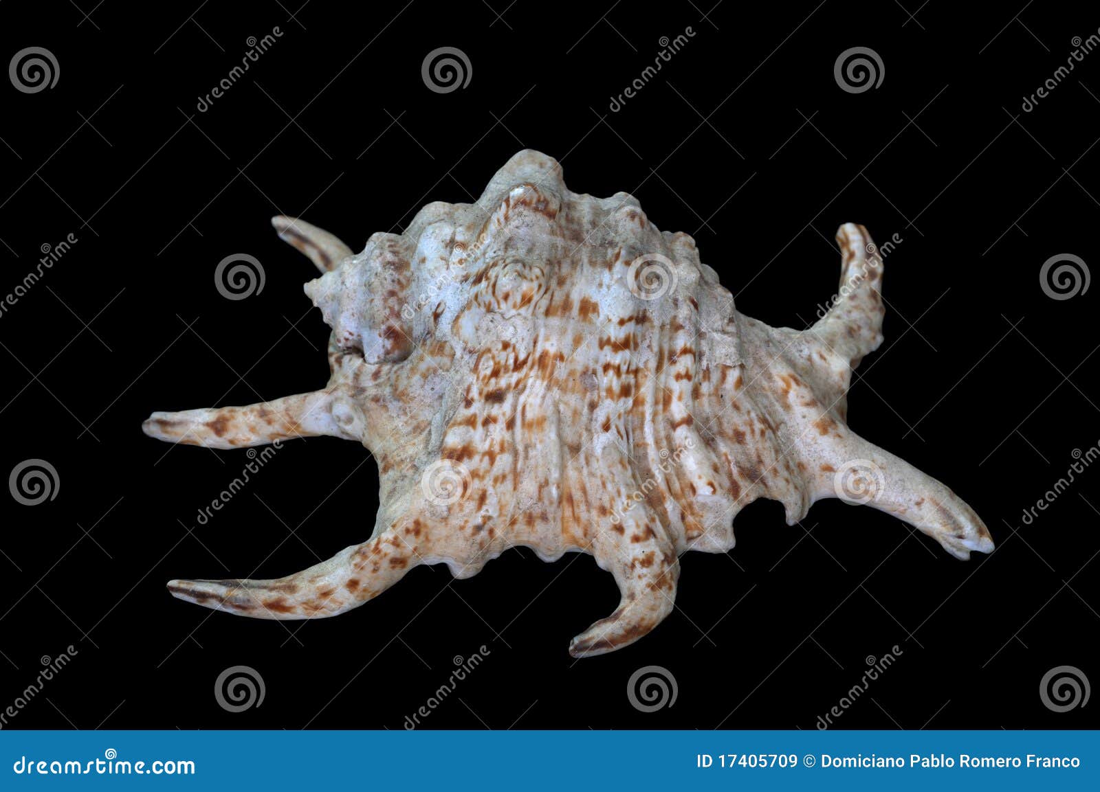 Lambis Chiragra Arthritica Seashell Stock Image - Image of marine ...