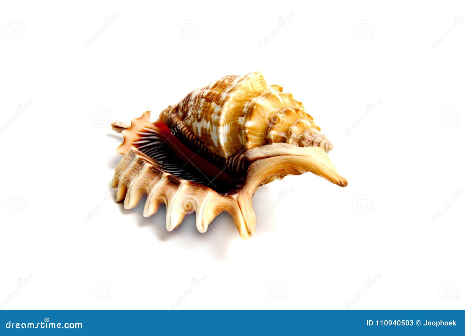 Lambis digitata stock image. Image of chitin, lambis - 110940503