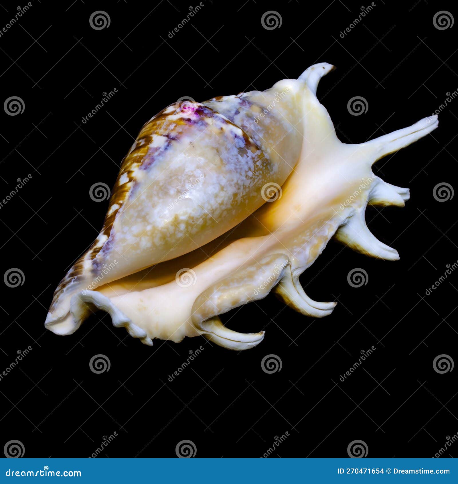 Lambis Lambis, Common Name of the Spider Shell, Bottom Stock Photo ...