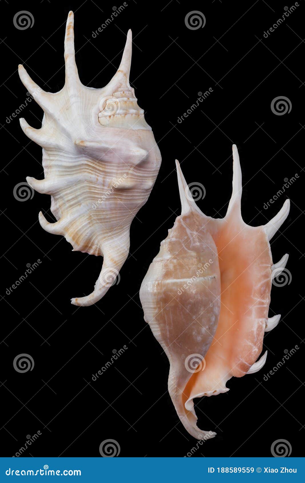 Lambis lambis stock image. Image of strombus, texture - 188589559