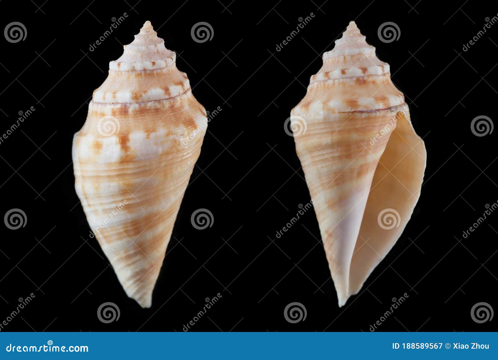 Lambis lambis stock image. Image of lambis, harpago - 188589567