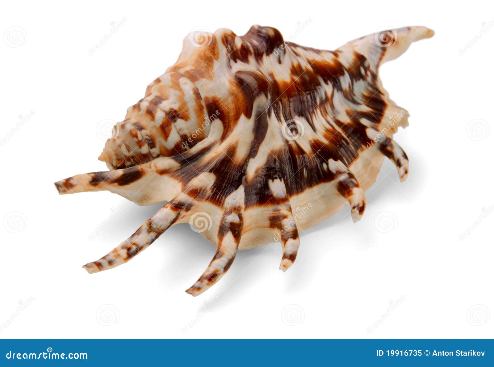 Lambis lambis seashell stock image. Image of life, collection - 19916735