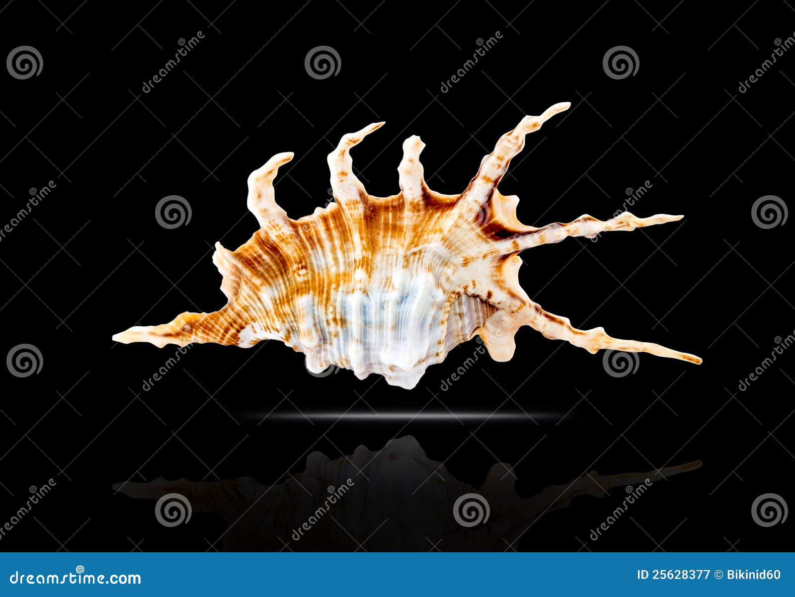 Scorpion Spider Conch Shell Lambis Scorpius In Sand Isolated On White ...