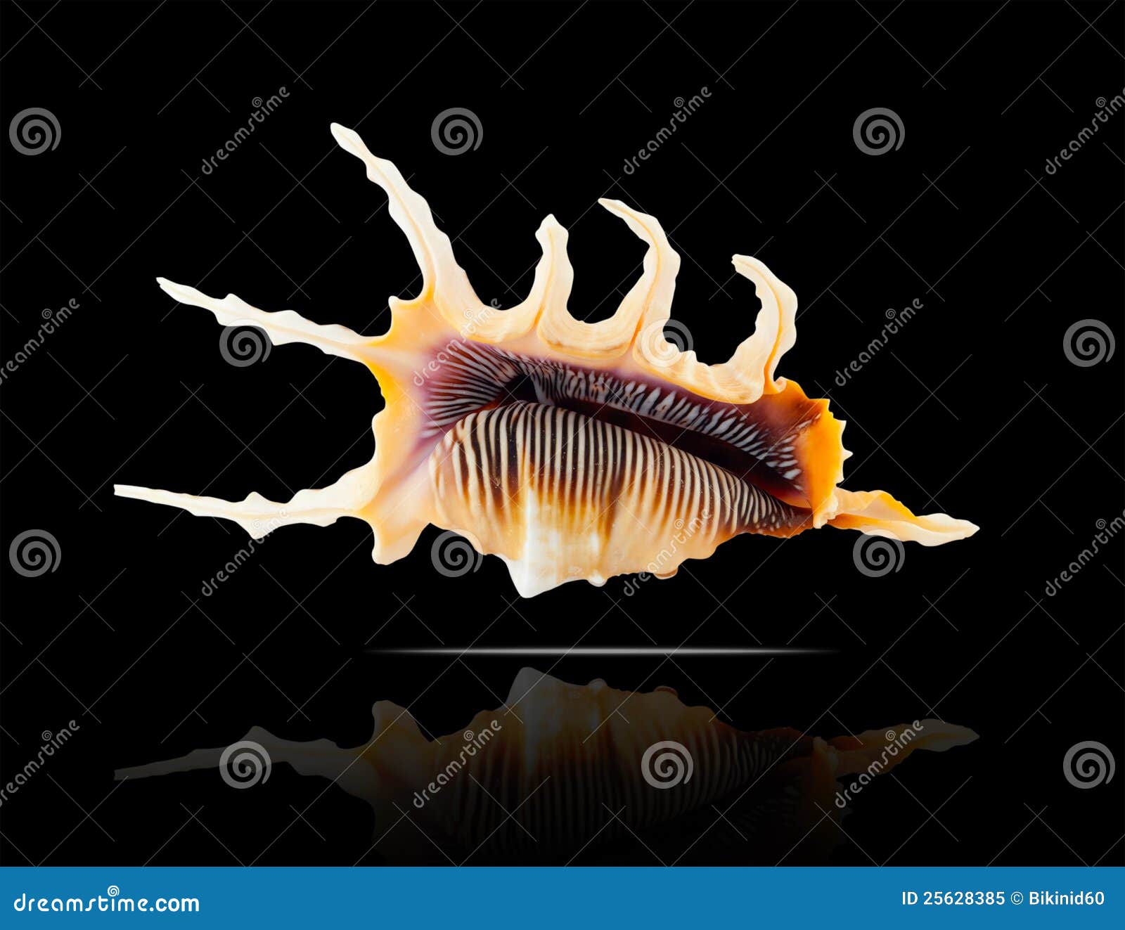 Scorpion Spider Conch Shell Lambis Scorpius In Sand Isolated On White ...