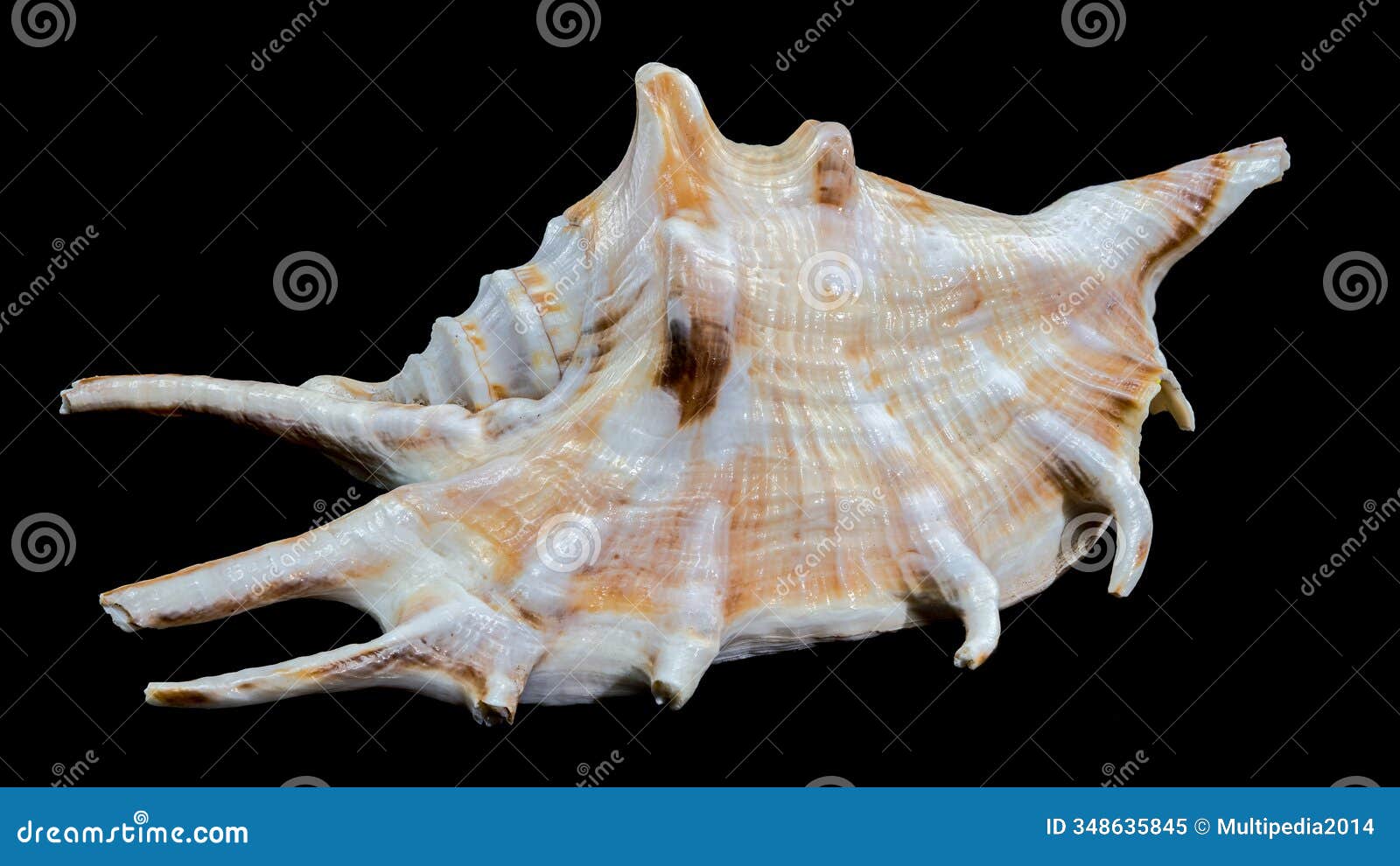 Lambis Scorpius Shell on Black Background Stock Image - Image of conch ...