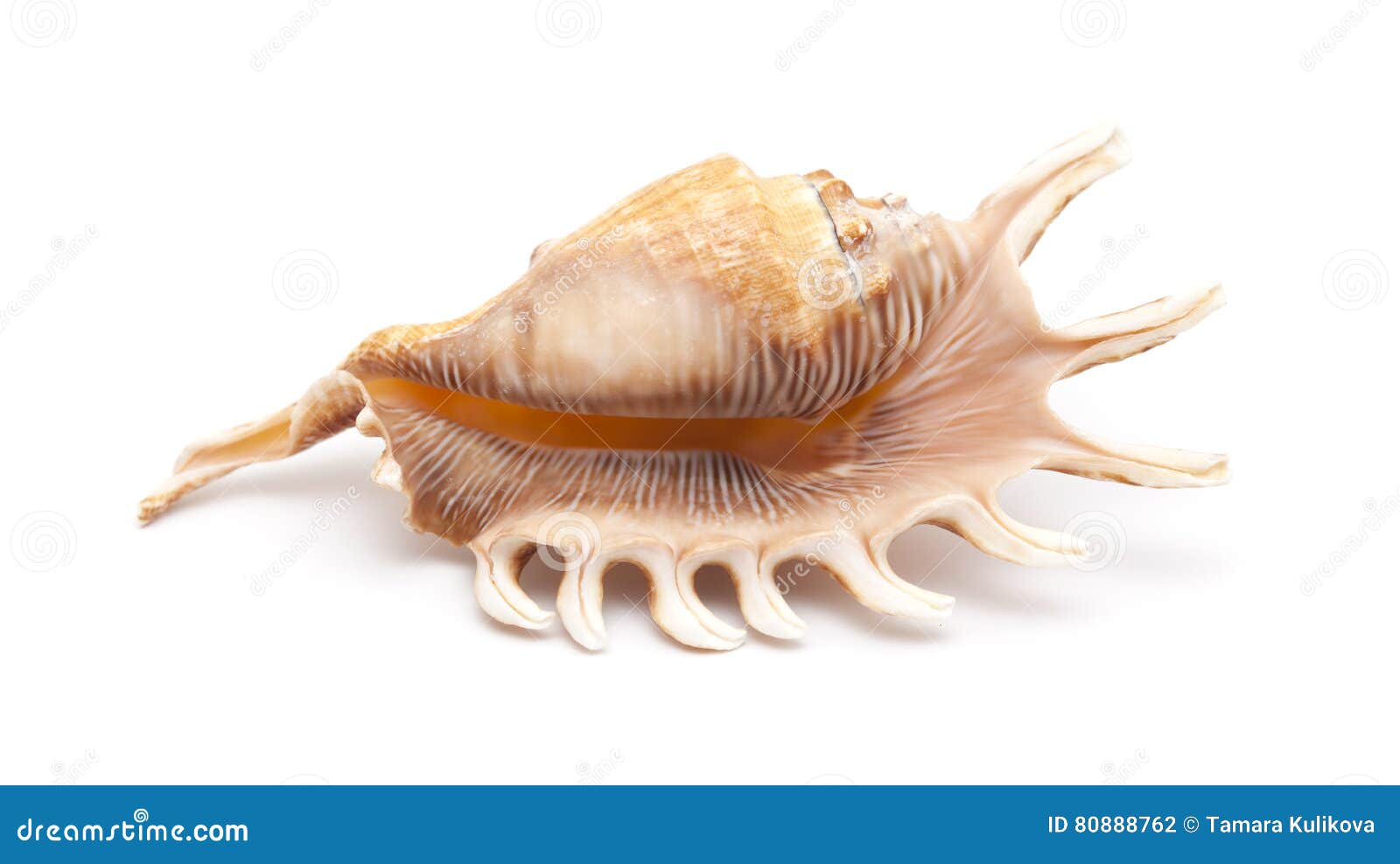 Lambis , Spider Conch Shell Stock Photo - Image of decorative, large ...
