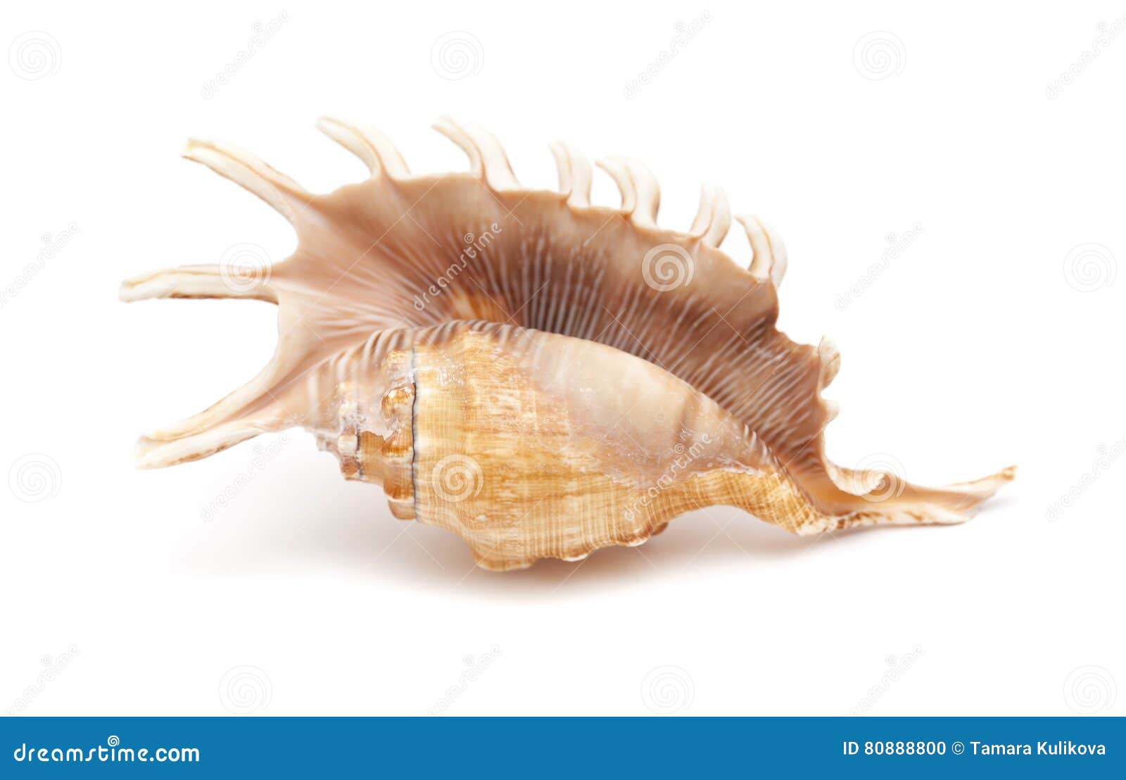 Lambis , Spider Conch Shell Stock Photo - Image of animal, conch: 80888800