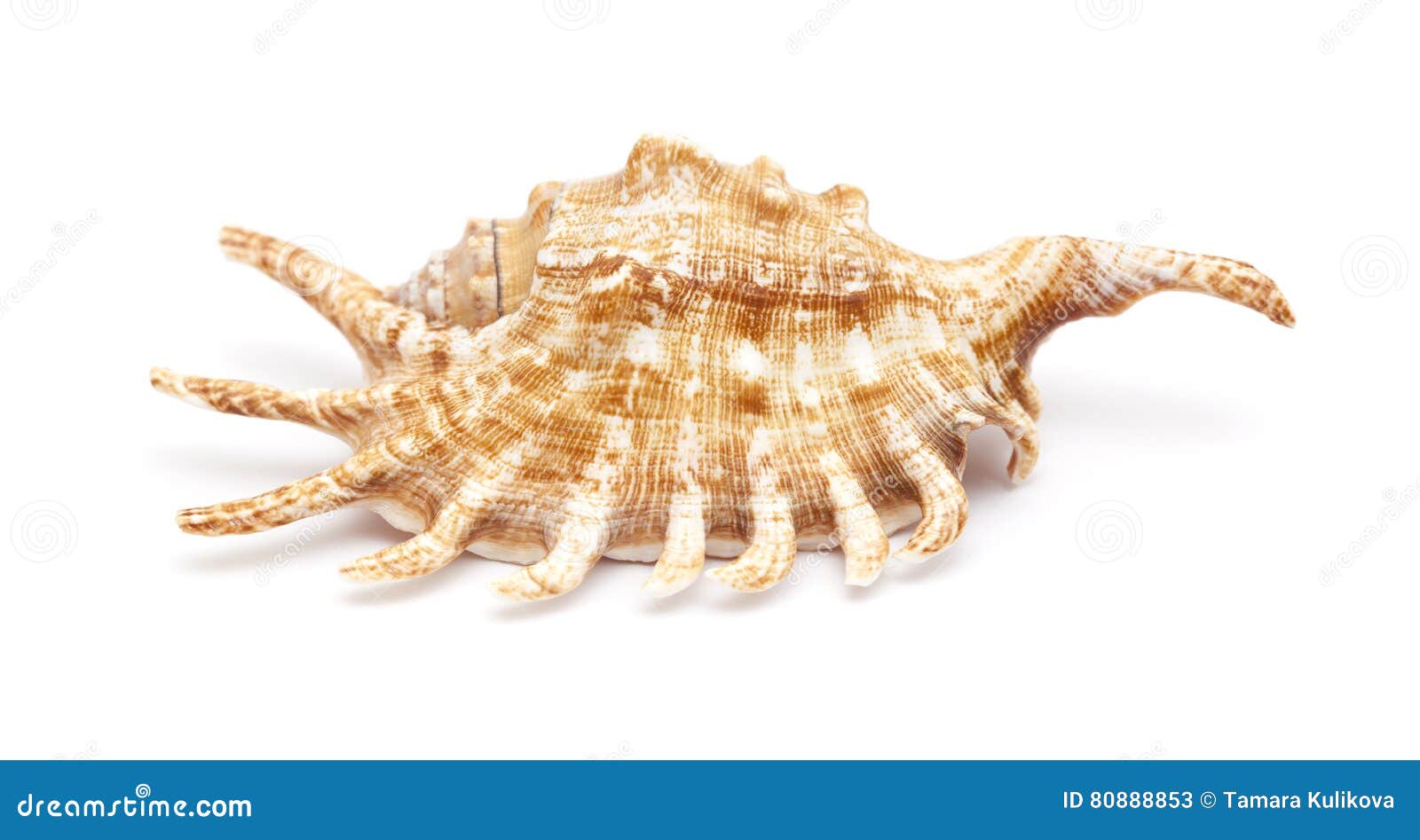 Lambis , Spider Conch Shell Stock Image - Image of seashell ...