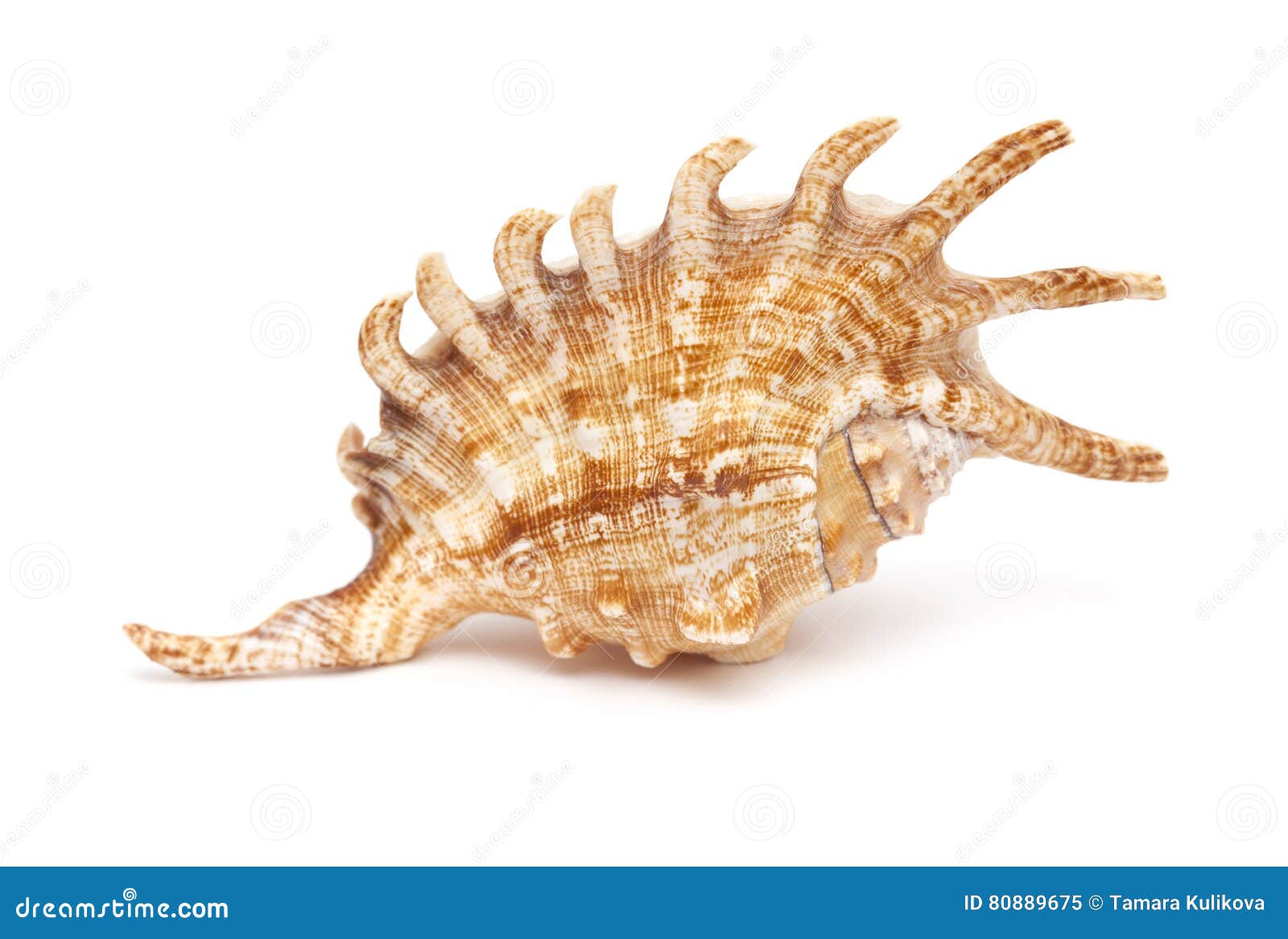 Lambis , Spider Conch Shell Stock Image - Image of flared, conch: 80889675