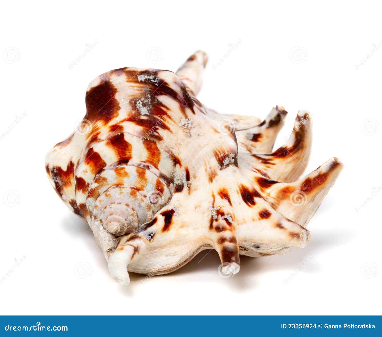 Lambis tiger shell stock photo. Image of outdoors, lambis - 73356924
