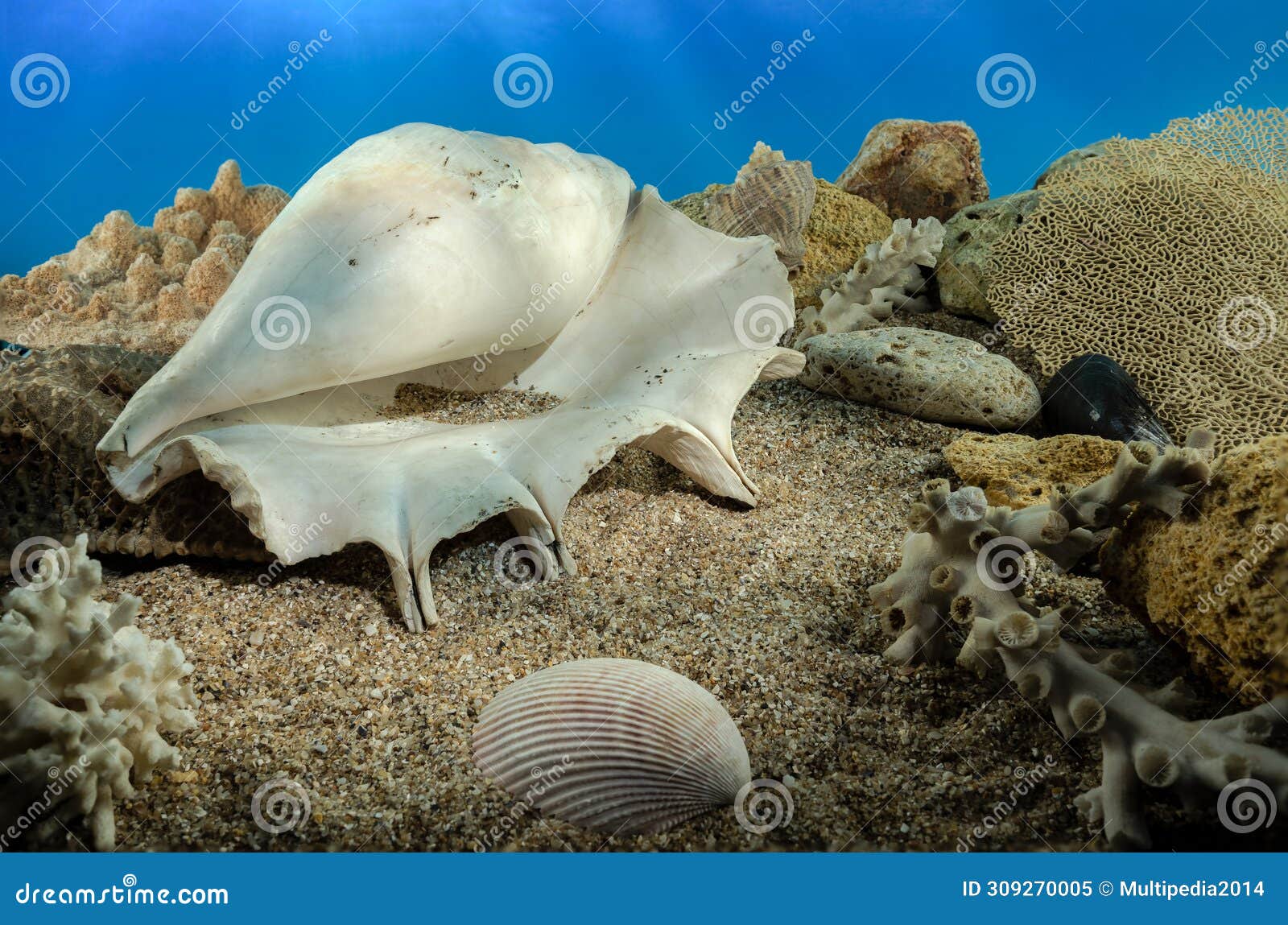 Lambis Truncata Shell on the Sand Underwater Stock Image - Image of ...