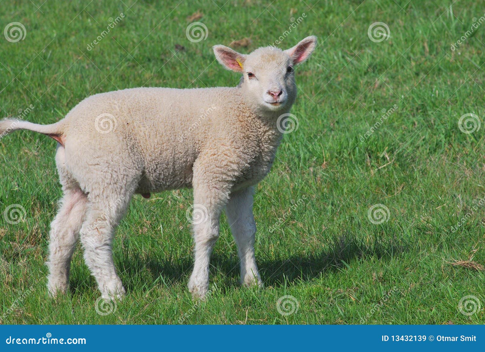 Lambkin stock image. Image of grass, grey, field, young - 13432139