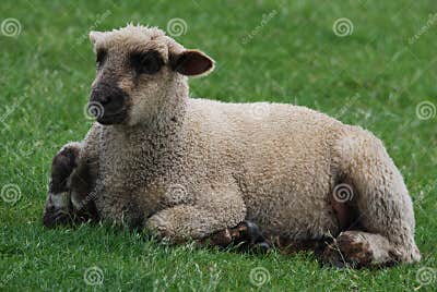 Lambkin stock photo. Image of head, hoofed, wool, grey - 14475532