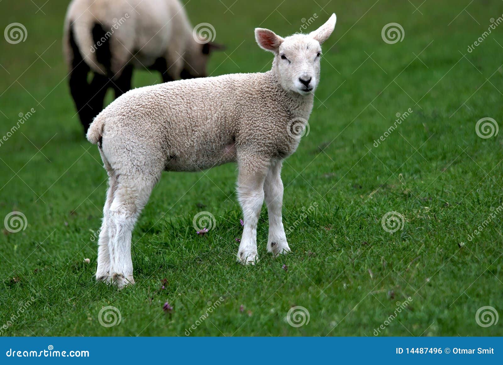 Lambkin photo stock. Image du jeune, chéri, moutons, ongulé - 14487496
