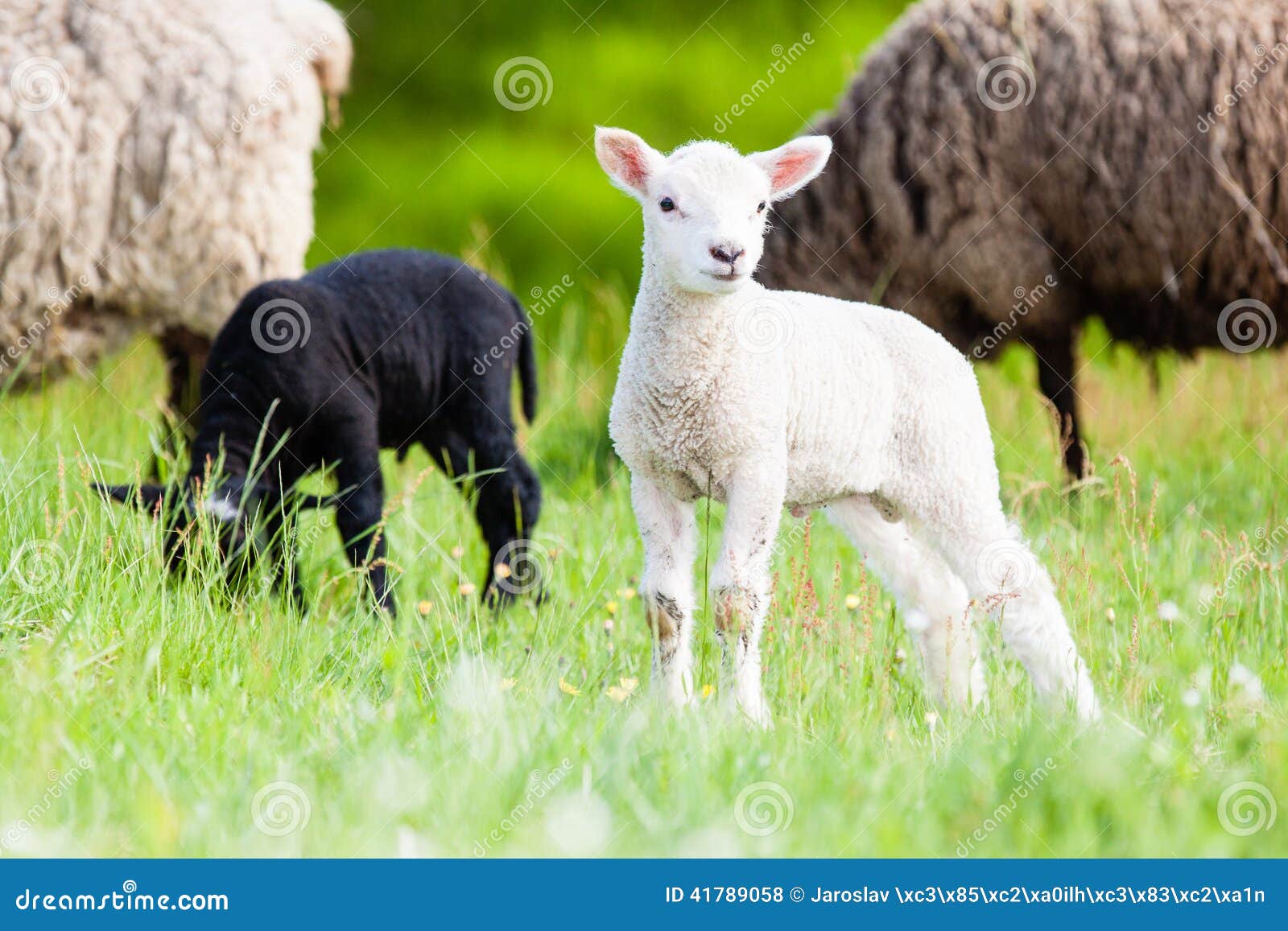 Lambkin stockfoto. Bild von schafe, feld, wollen, schätzchen - 41789058