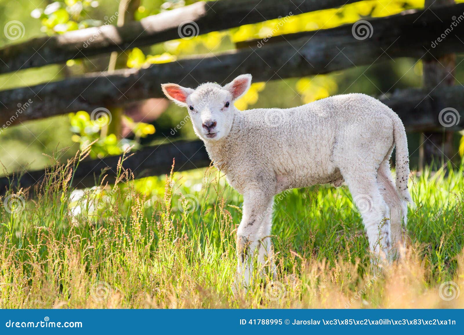 Lambkin stock image. Image of field, green, lying, grass - 41788995