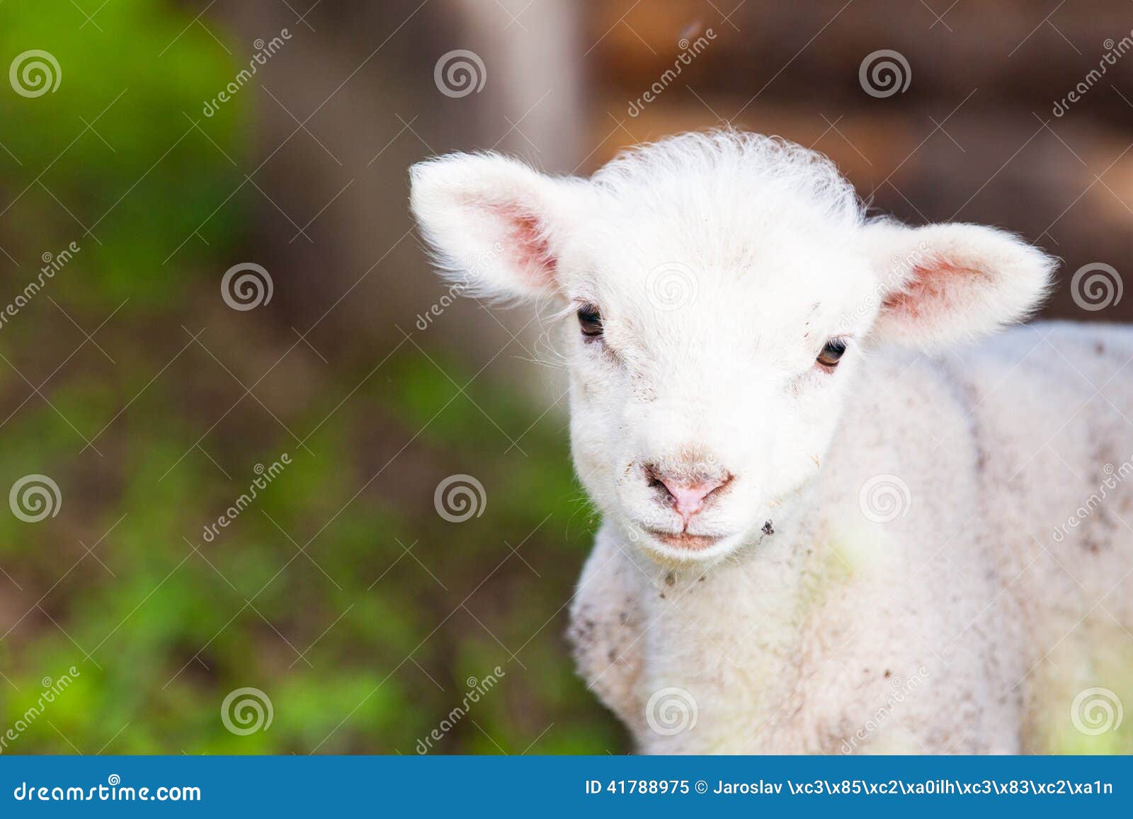 399 Lambkin Stock Photos - Free & Royalty-Free Stock Photos from Dreamstime