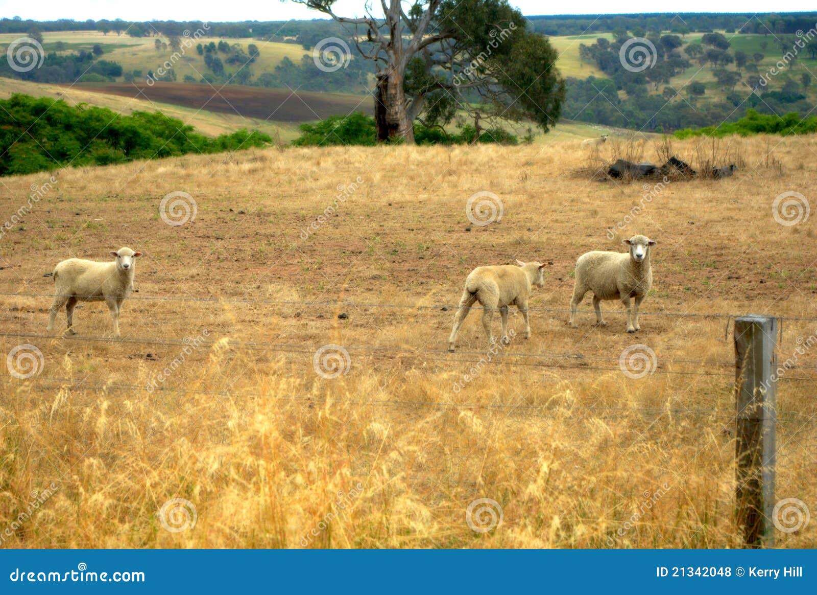 Australian sheep stock photo. Image of face, grazing - 21342048