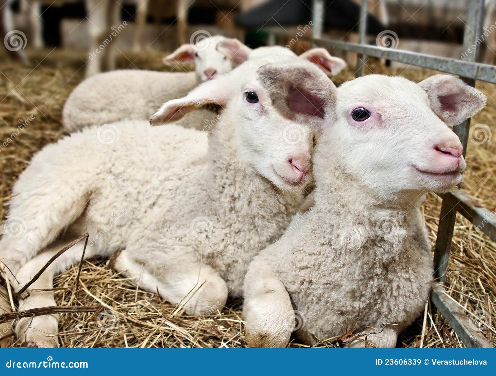 Lambs stock image. Image of industry, face, siblings - 23606339
