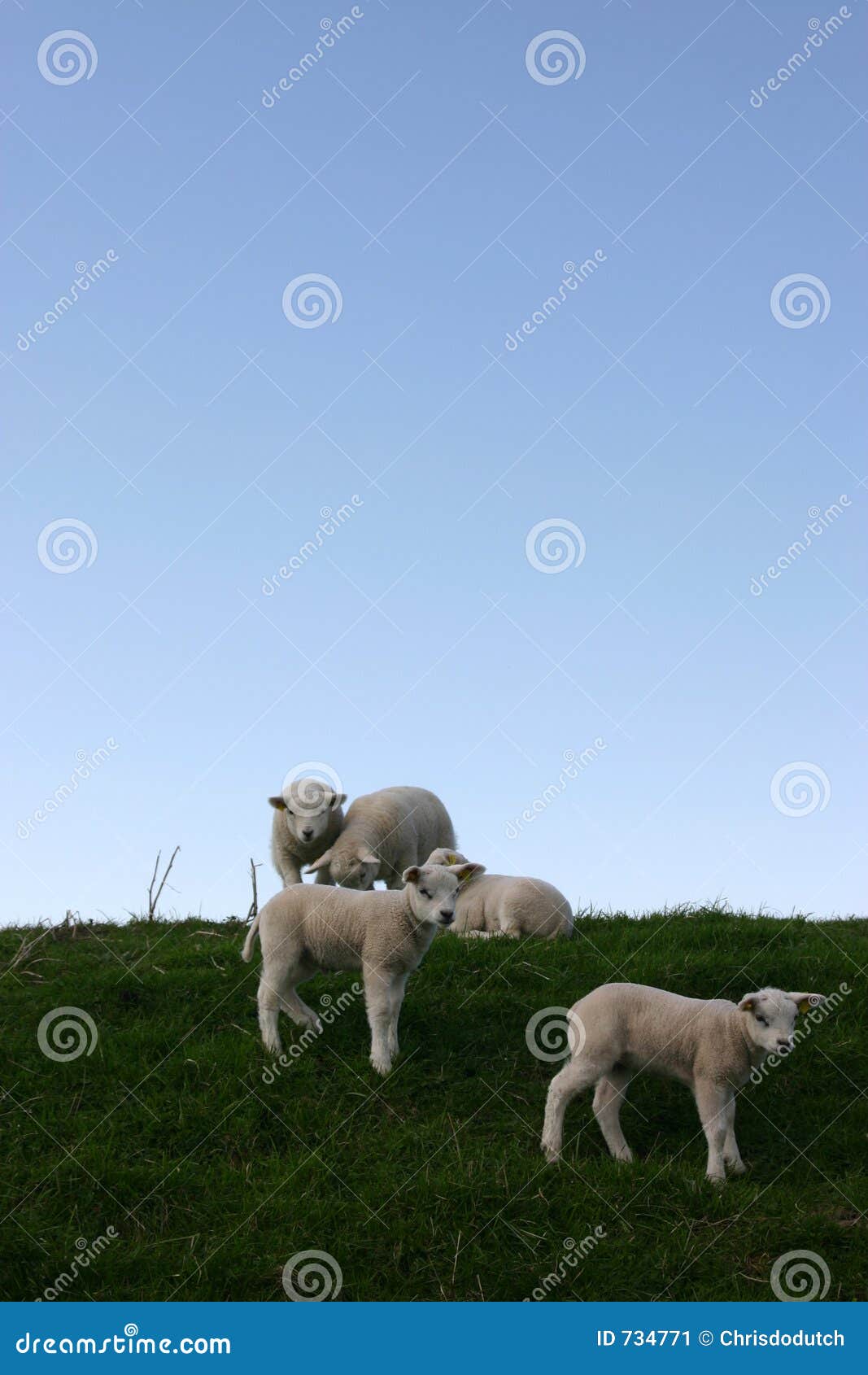 Lambs stock image. Image of young, number, lamb, five, watch - 734771