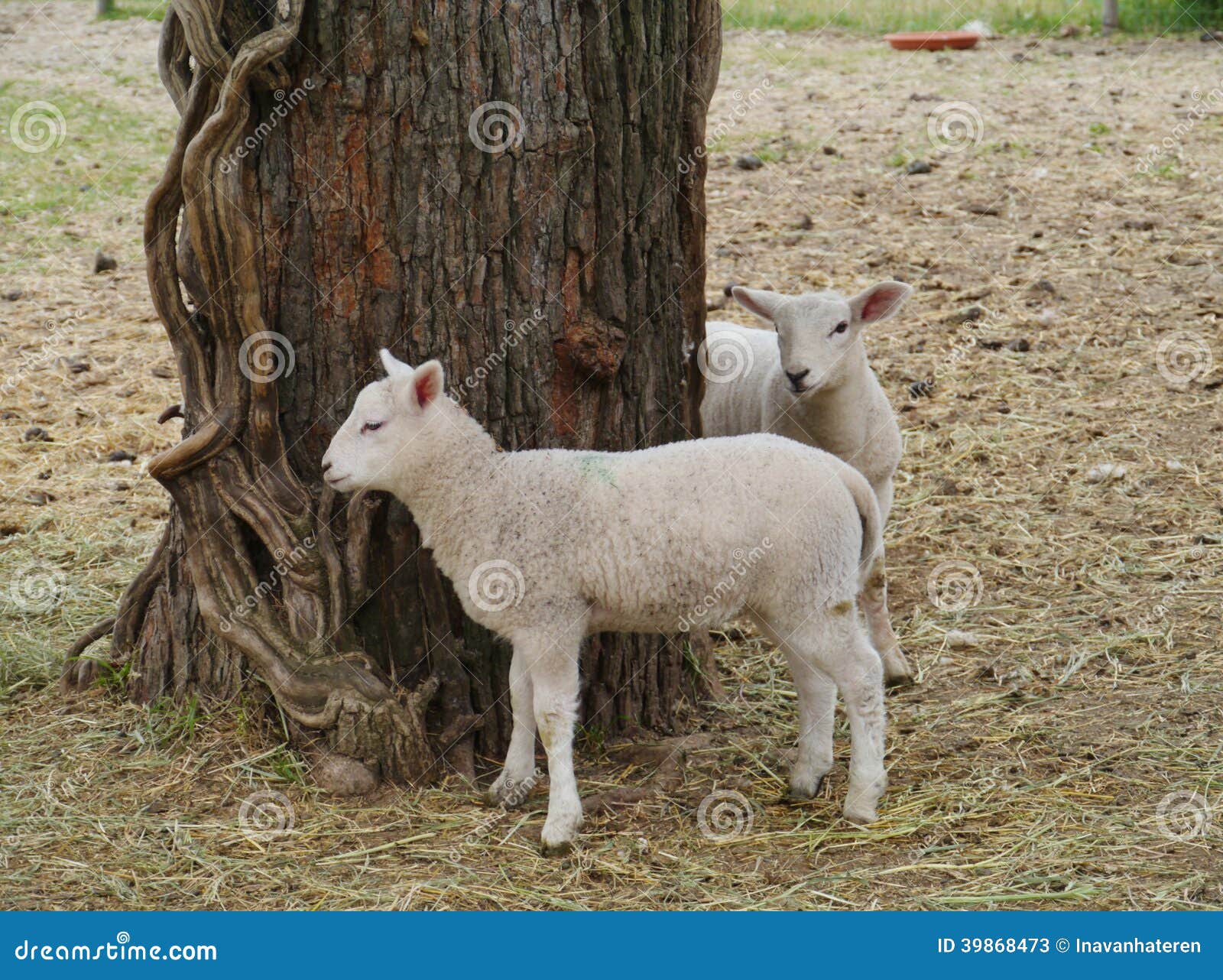 Lambs Around a Tree in Spring Stock Image - Image of lovable, innocence ...