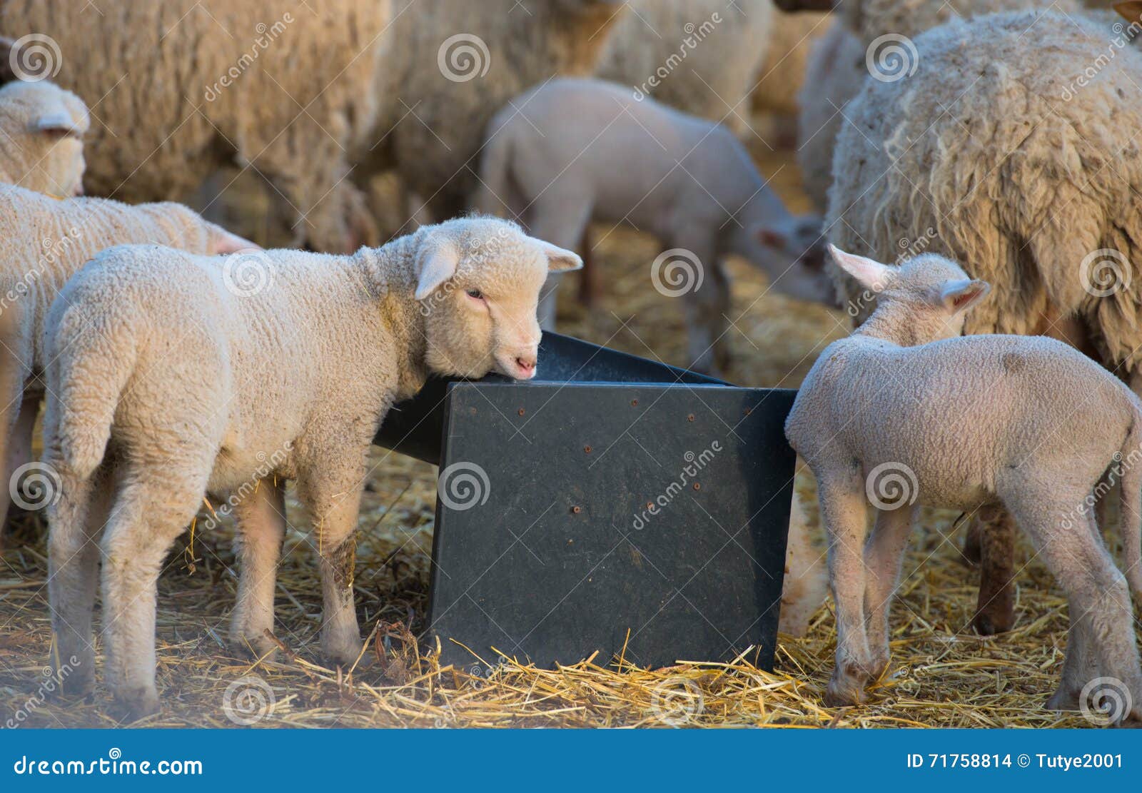 Lambs Drinking Water at Farm . Stock Photo - Image of rural, farming ...