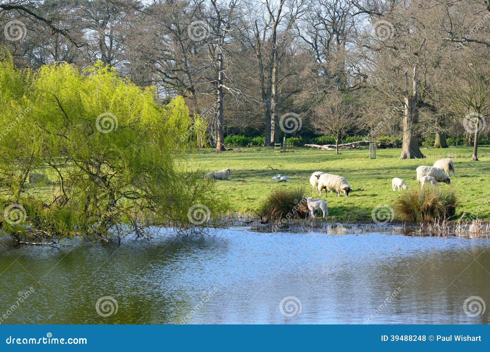 Lambs in English Countryside Stock Photo - Image of nature, lake: 39488248