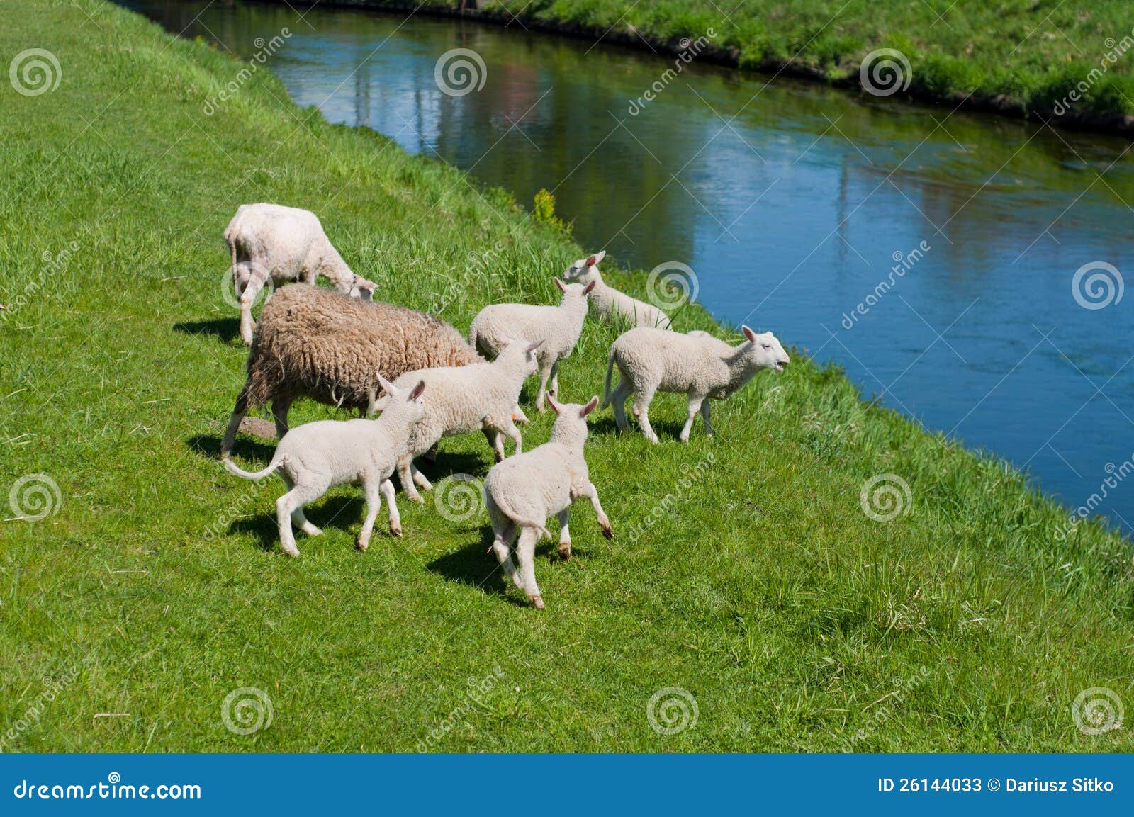 Lambs family stock image. Image of lamb, sheep, grass - 26144033