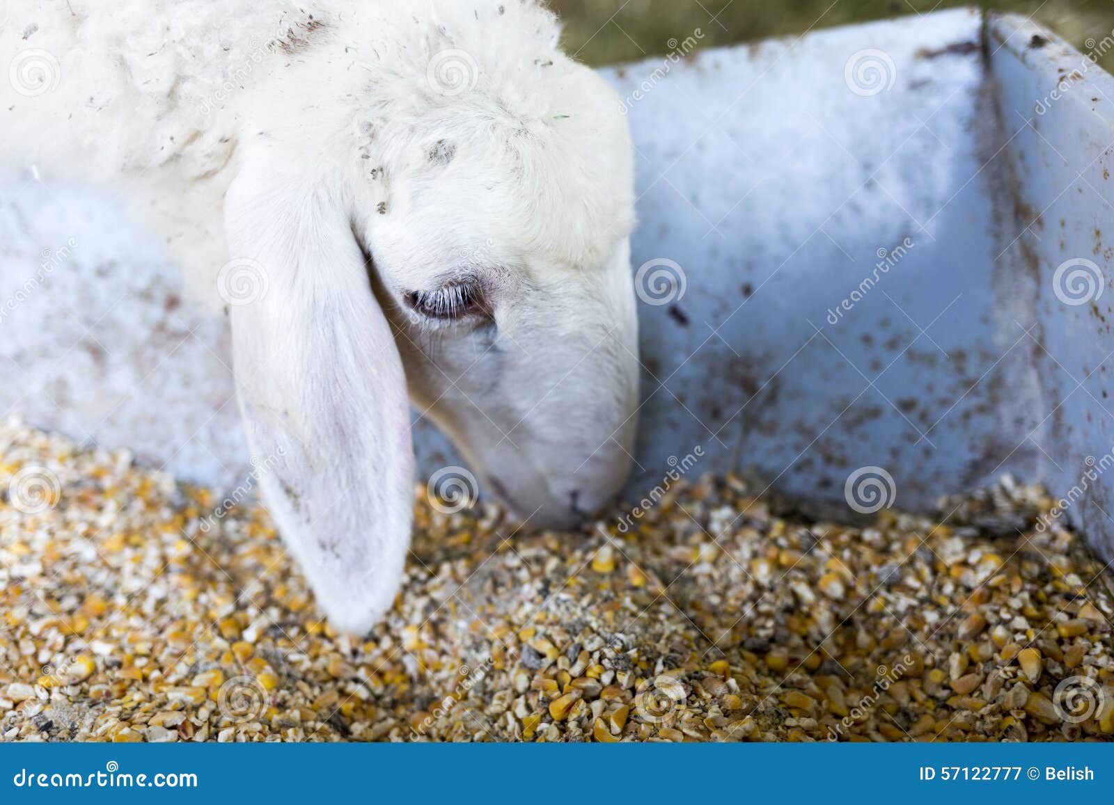 Lambs feeding in a farm stock image. Image of sheep, wool - 57122777