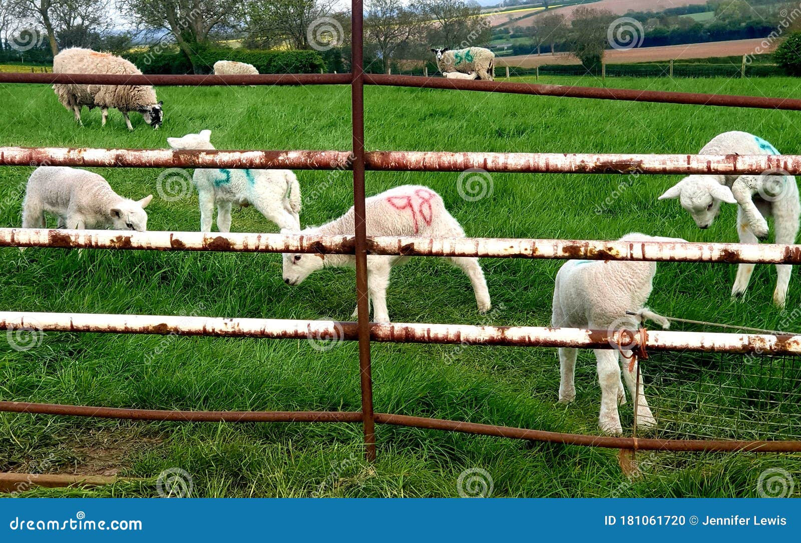 Lambs frolicking in spring stock photo. Image of grassland - 181061720