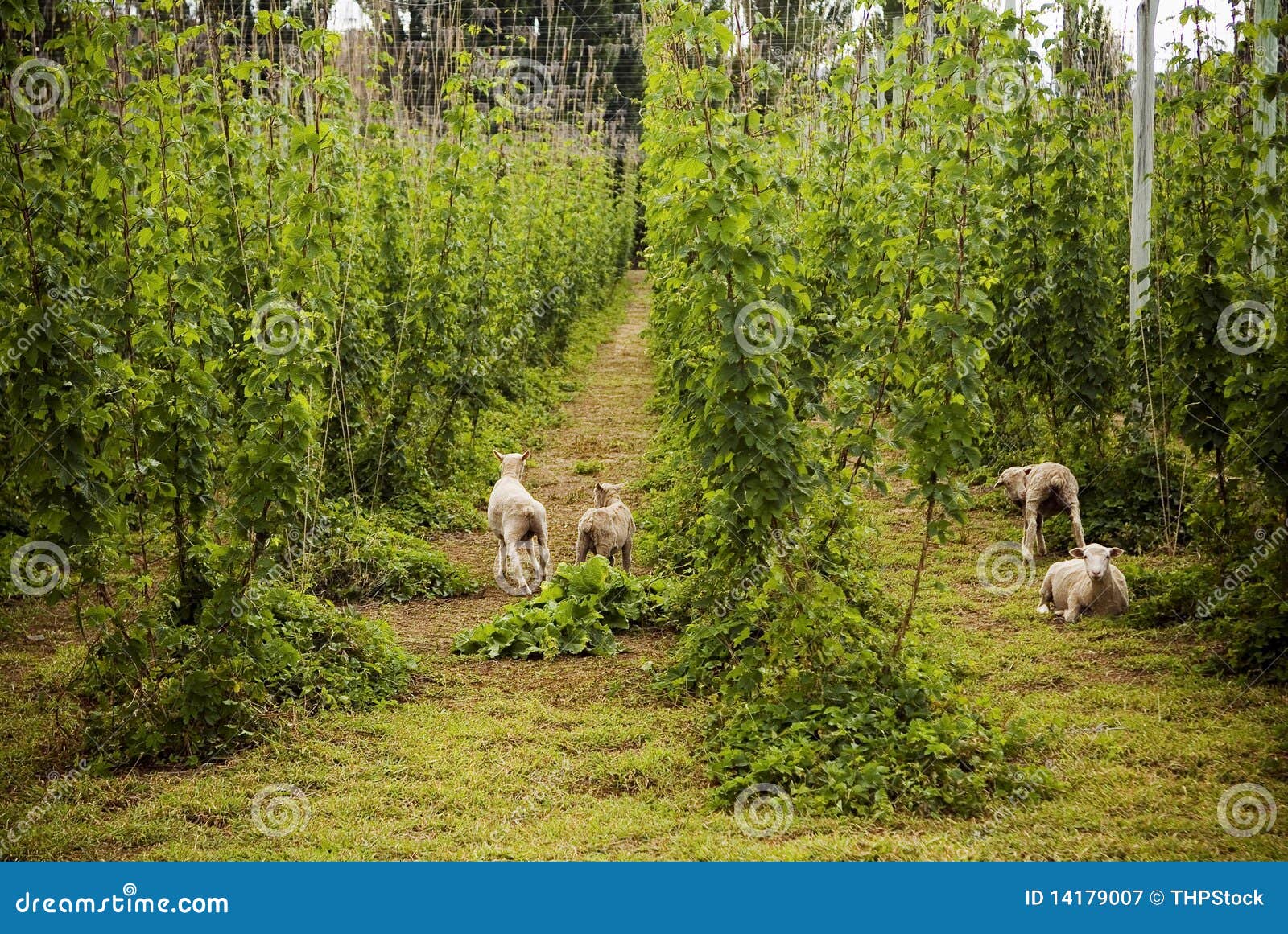 Lambs Hiding in Crop stock image. Image of grow, ingredient - 14179007