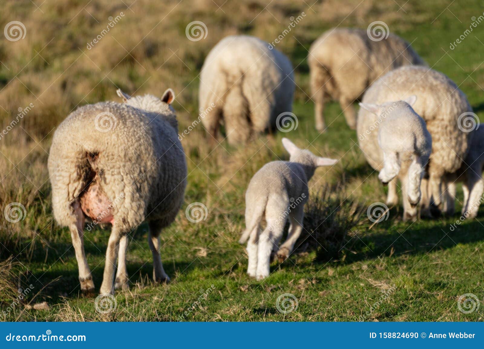 Lambs Jump for Joy As the Flock Moves in a Paddock Stock Photo - Image ...