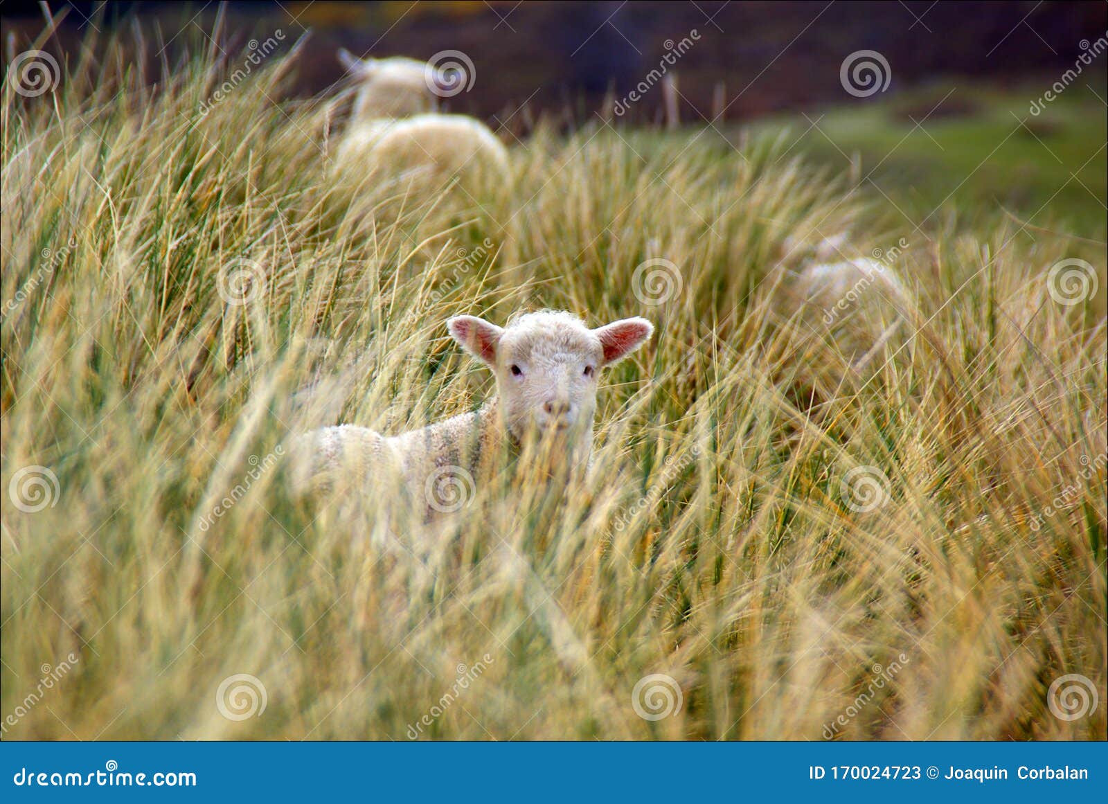 Lambs Jumping among the Grass in New Zealand Stock Image - Image of ...