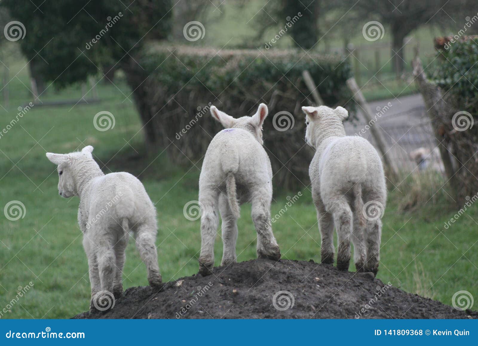 3 lambs stock photo. Image of watching, baby, play, lookout - 141809368