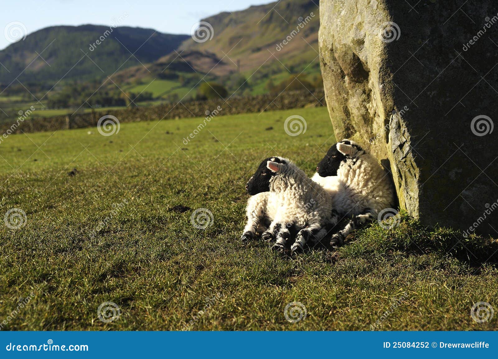 Lambs in the morning sun stock photo. Image of castle - 25084252